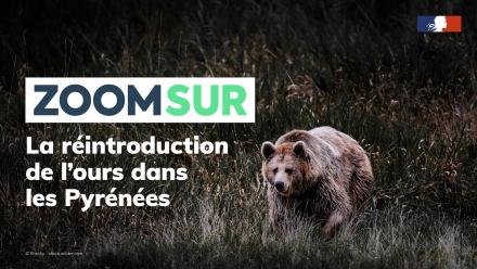 Ours dans les Pyrénées : une réintroduction de 350 ours d'ici 2050 ? | vie-publique.fr